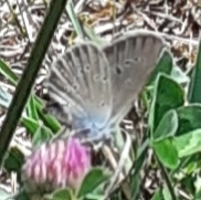 Scarce Large Blue in July 2022 by bogsuckers · iNaturalist
