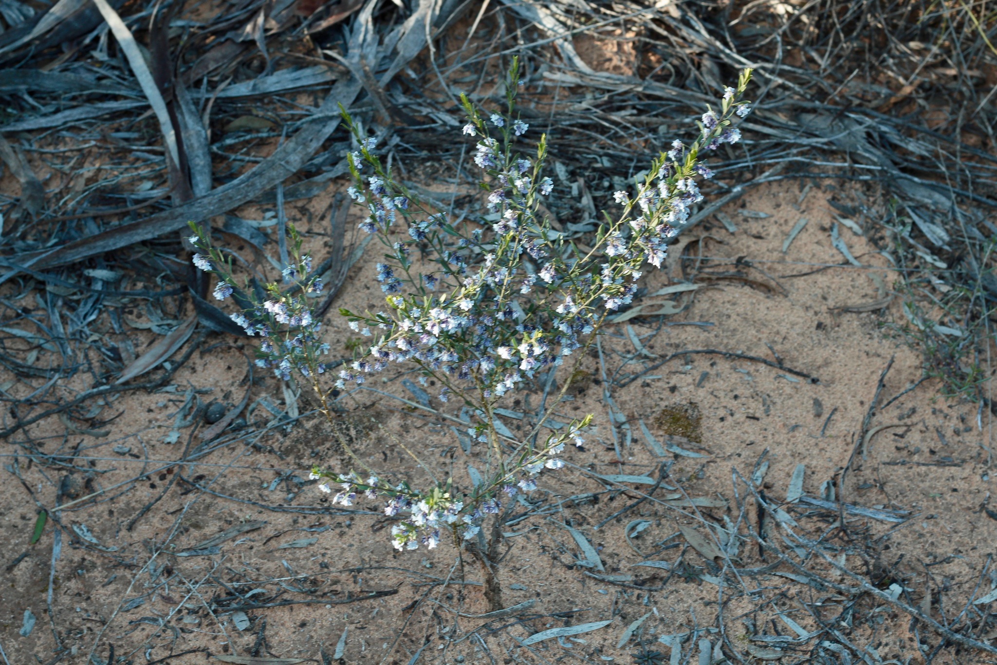 Pigea floribunda (Lindl.) Lindl.