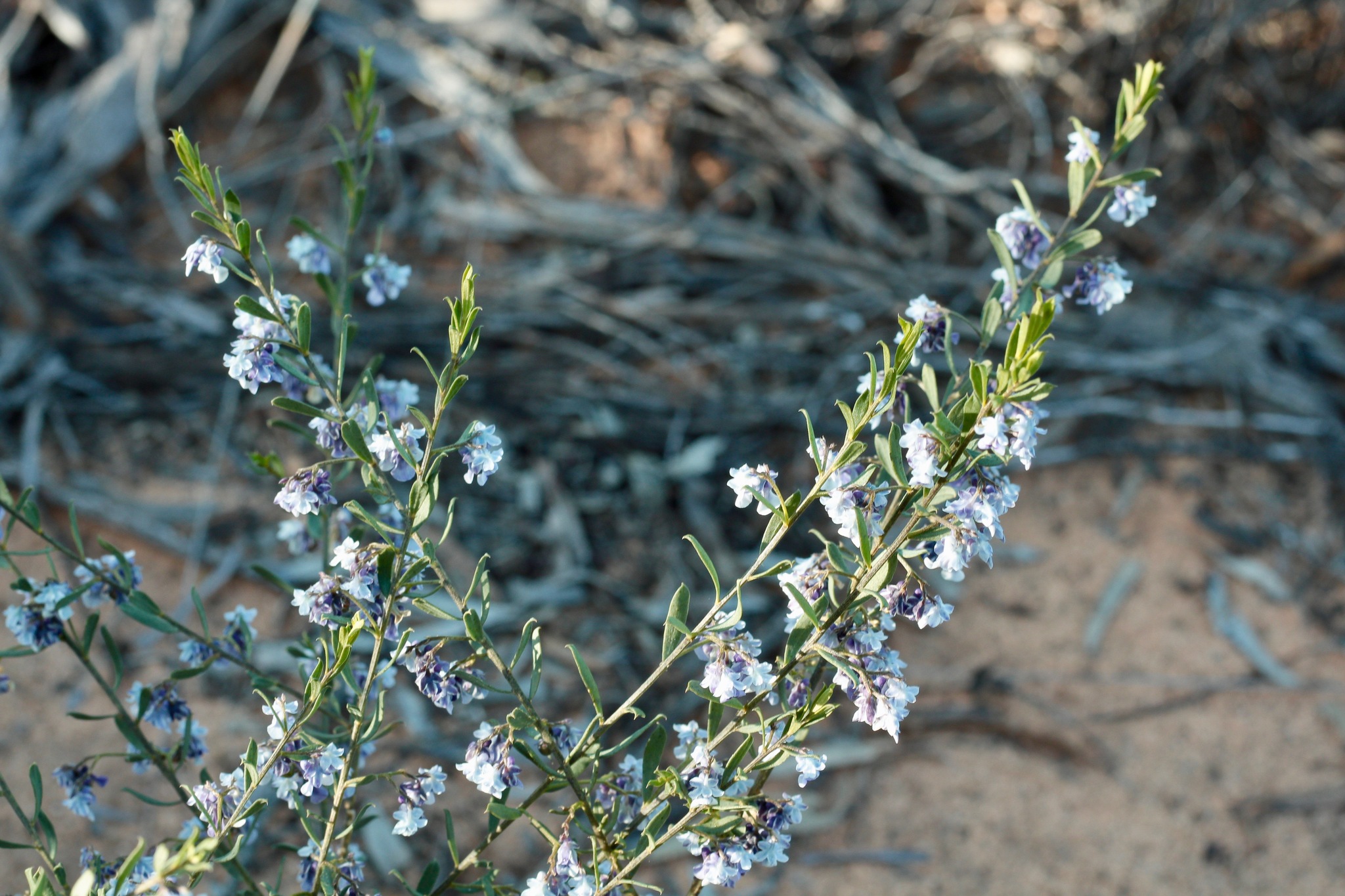 Pigea floribunda (Lindl.) Lindl.