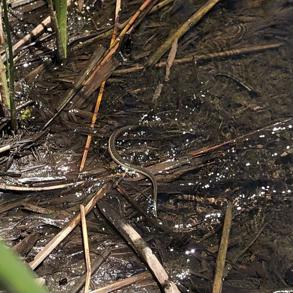 Two-striped Garter Snake in July 2022 by Isabelle. Snake hiding in the ...
