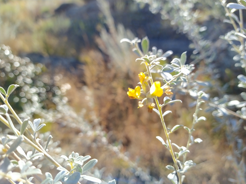Silver Frilly Pea from Thaba Chweu Local Municipality, South Africa on ...