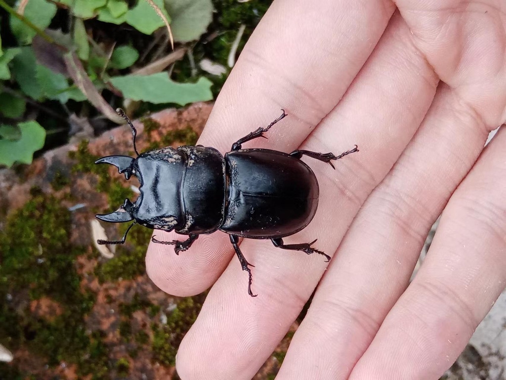 Aulacostethus tianmuxing from Lin'an, Hangzhou, Zhejiang, CN on July 5 ...