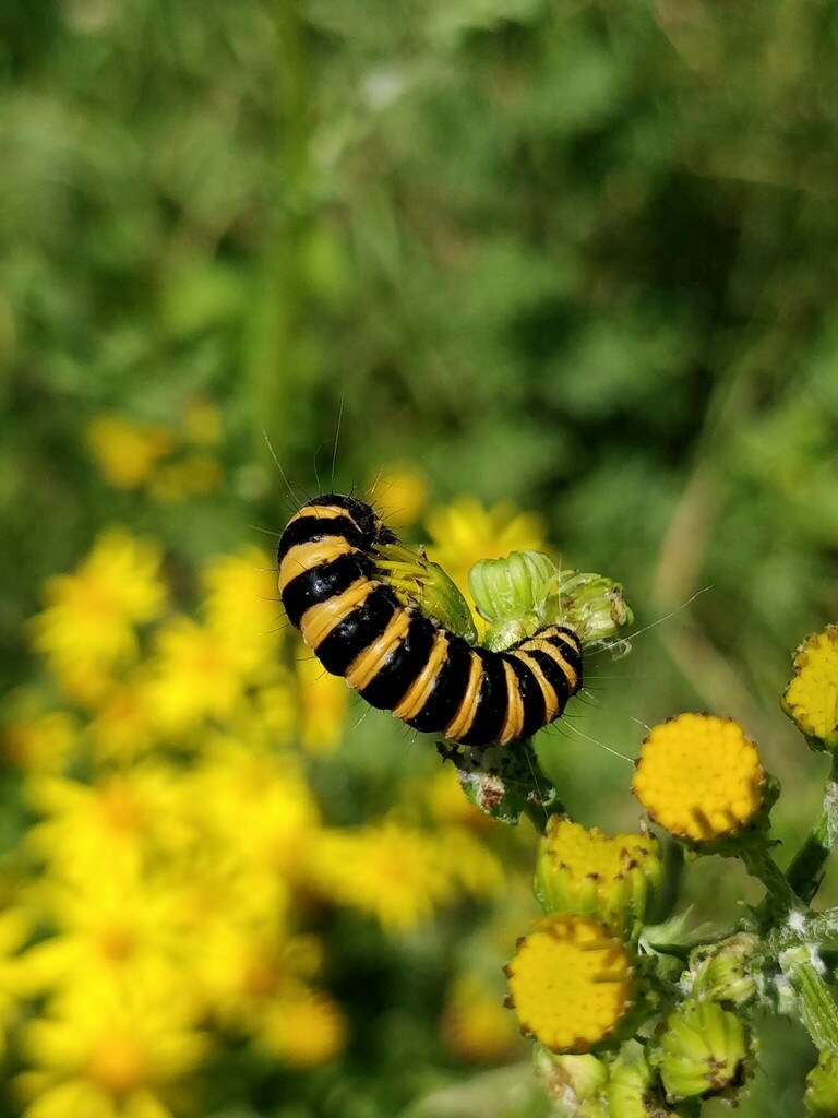 Cinnabar moth from 3258 Den Bommel, Nederland on June 28, 2022 at 01:41 ...