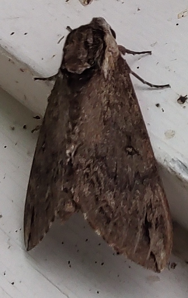 Catalpa Sphinx from Baltimore County, US-MD, US on July 6, 2022 at 06: ...