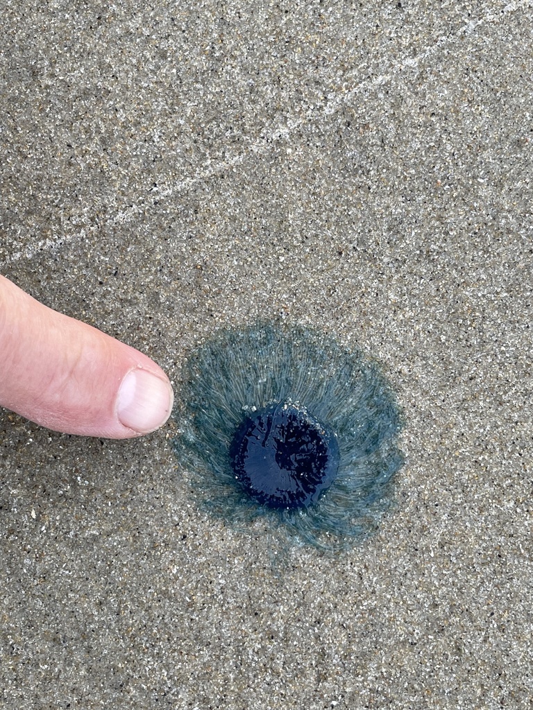 Blue Button from North Pacific Ocean, Encinitas, CA, US on July 05 ...
