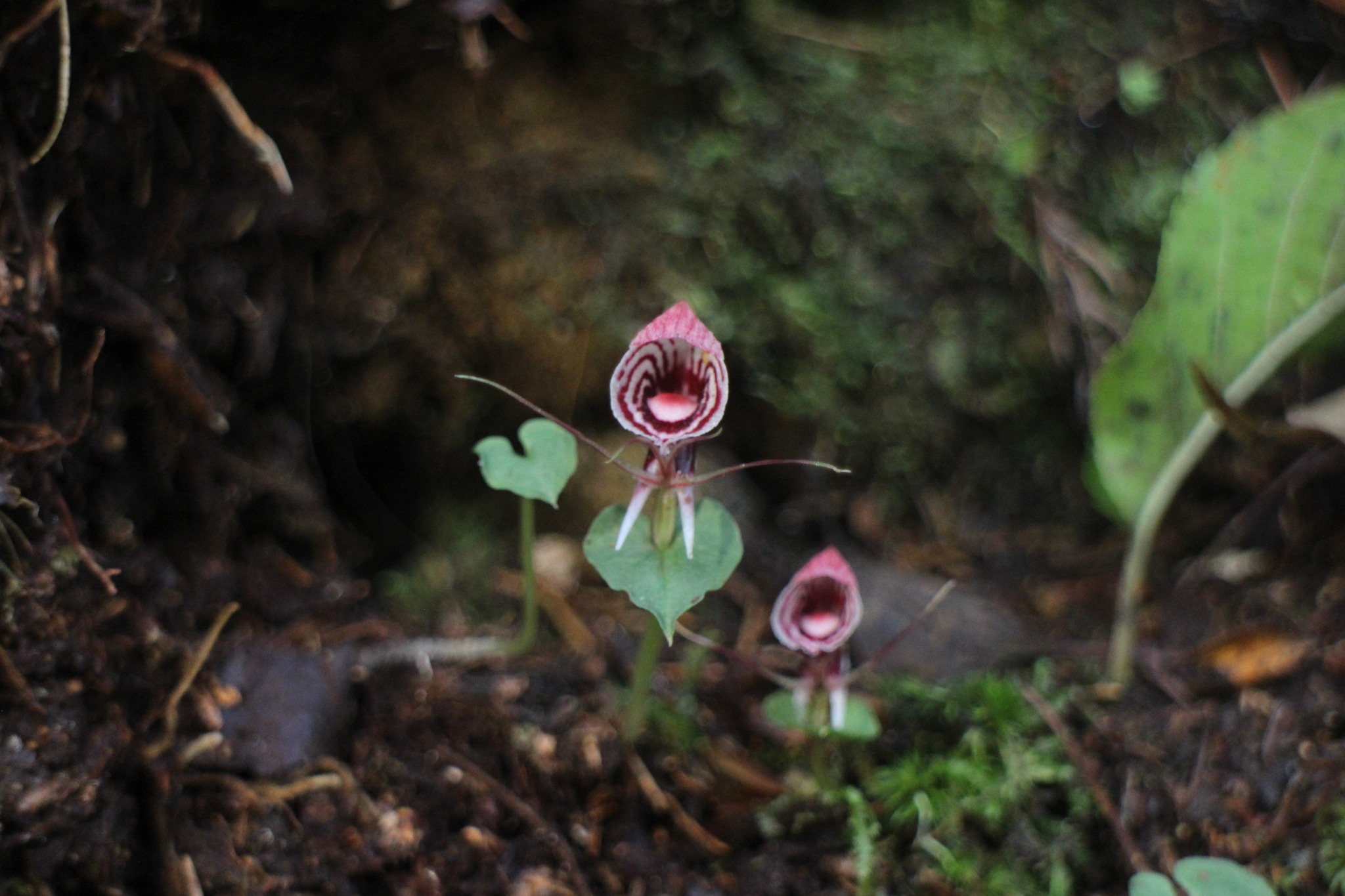 Corybas taliensis Tang & F.T.Wang