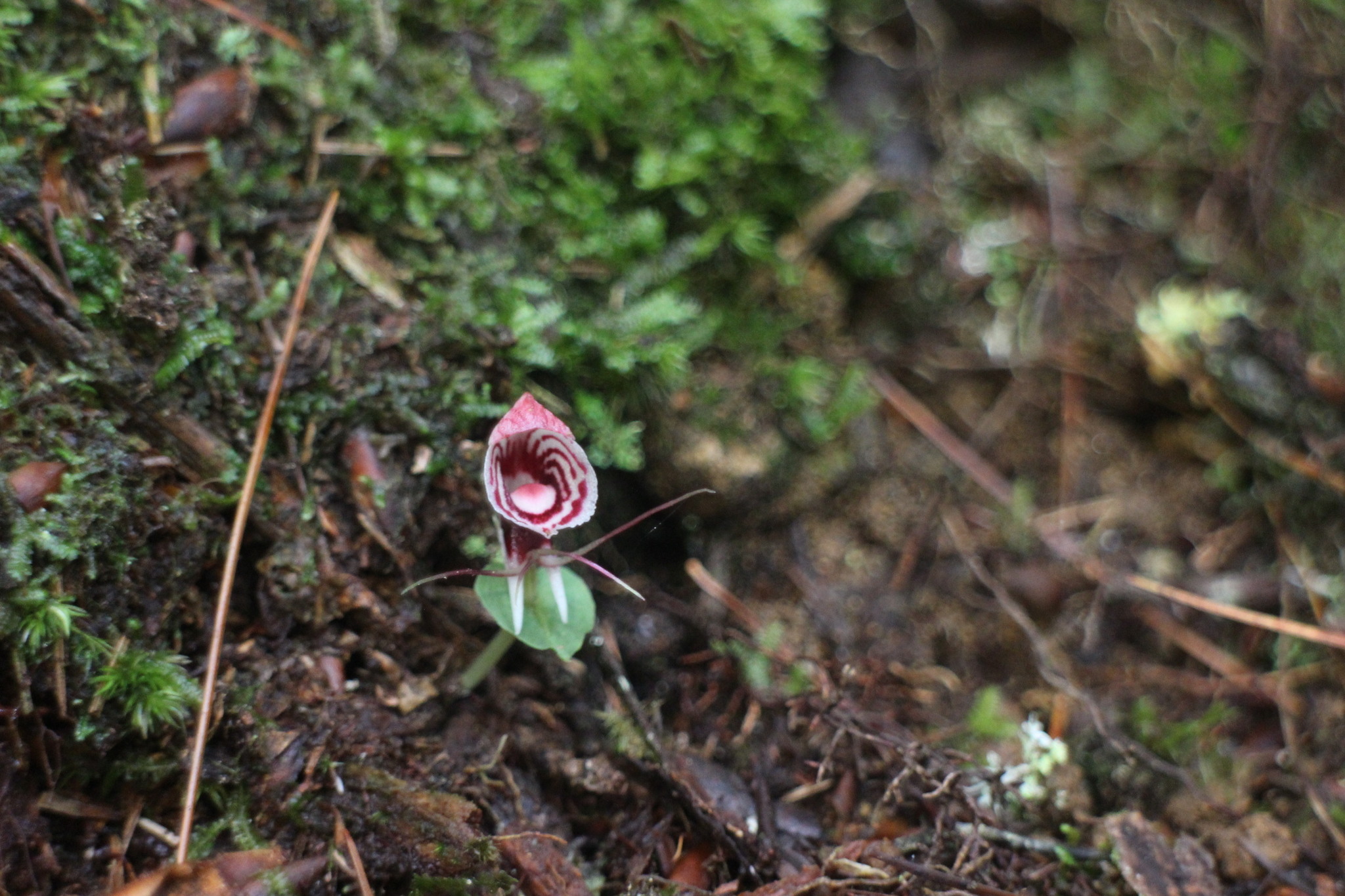 Corybas taliensis Tang & F.T.Wang