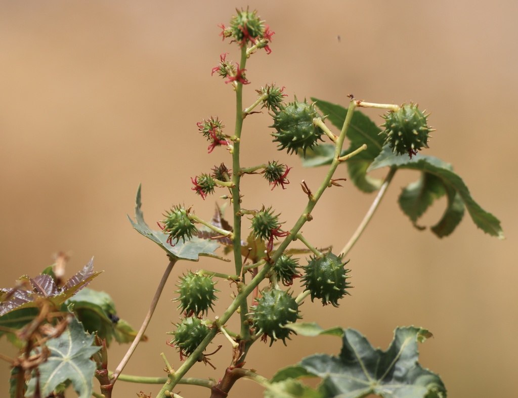 castor bean (Ricinus communis) - Botanical Realm