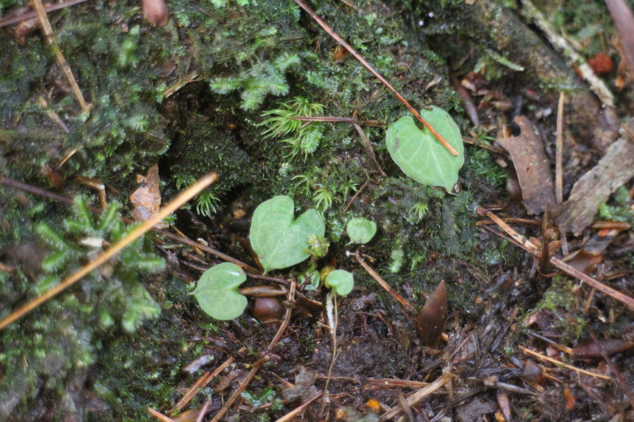 Corybas taliensis Tang & F.T.Wang