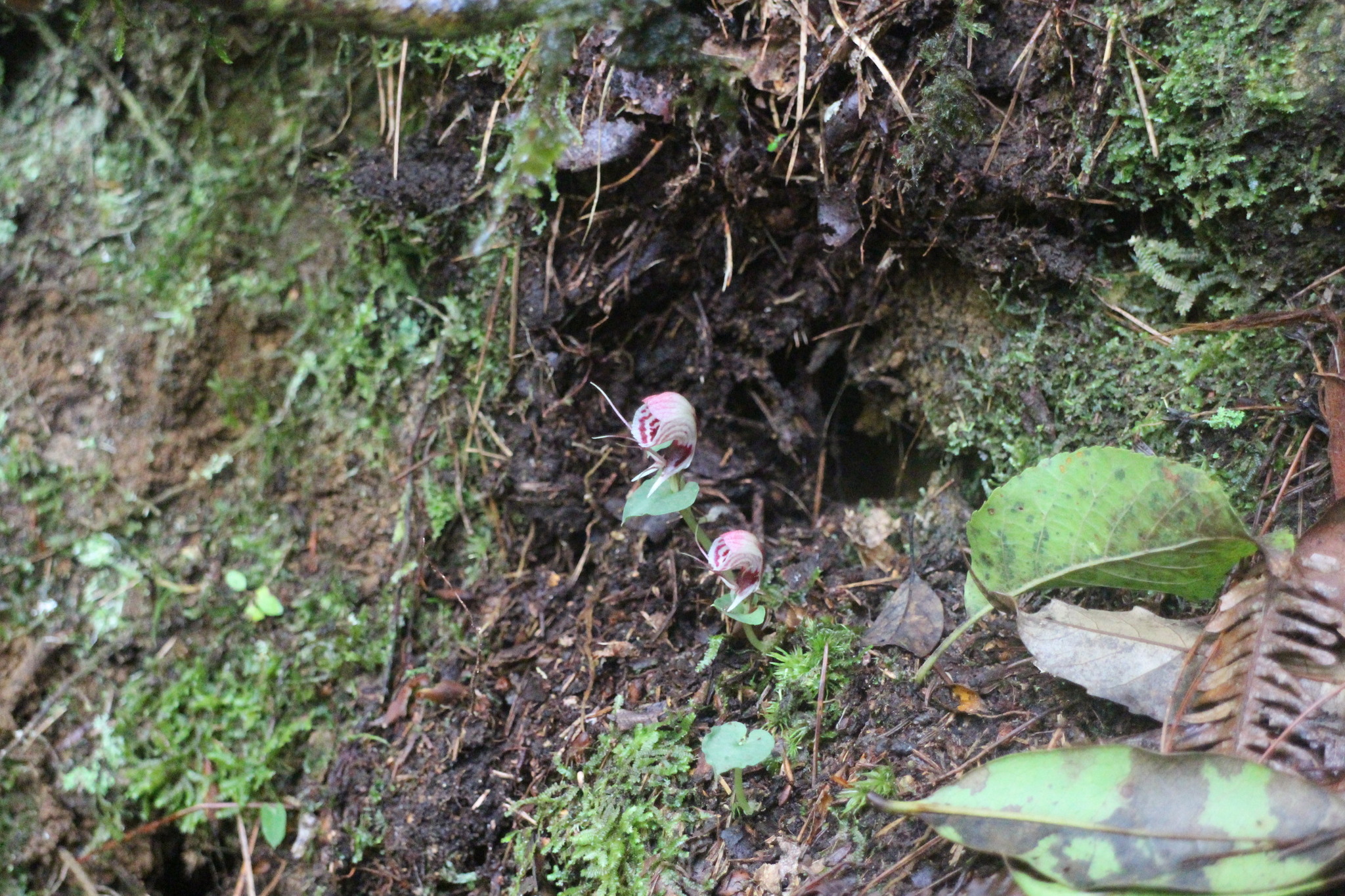 Corybas taliensis Tang & F.T.Wang