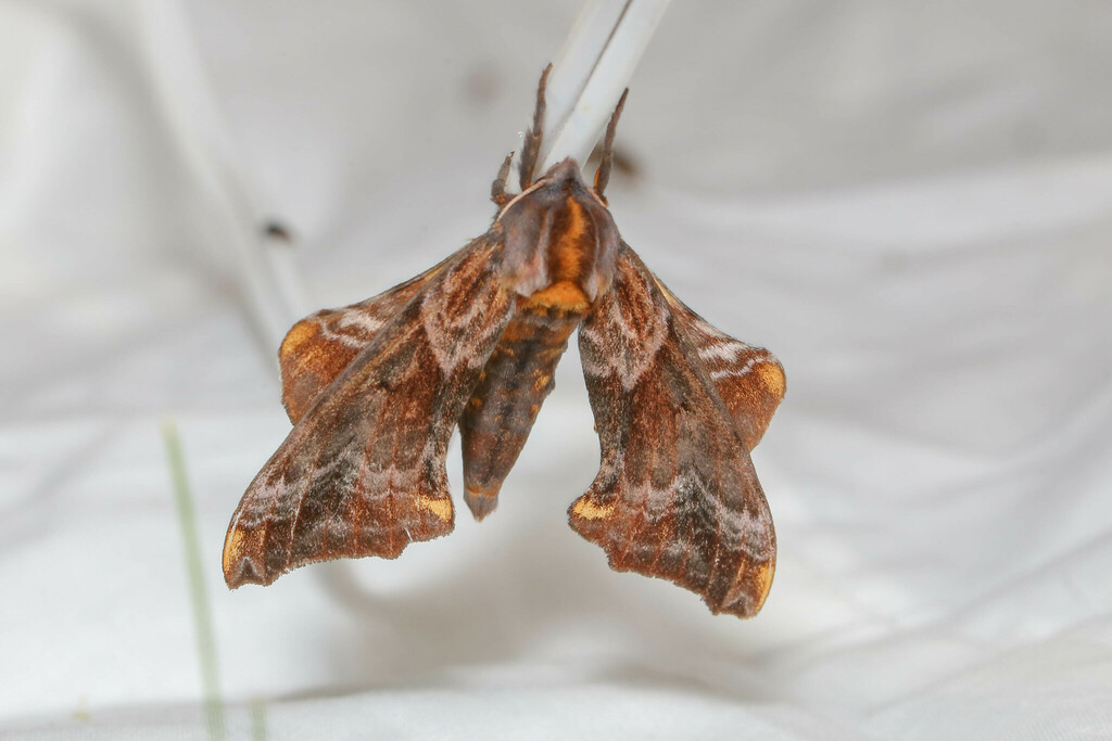 Small-eyed Sphinx in July 2022 by Gary Yankech · iNaturalist