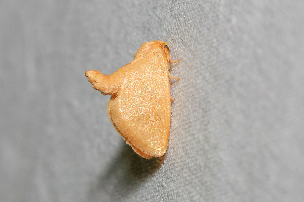 Red-crossed Button Slug Moth in July 2022 by Gary Yankech · iNaturalist