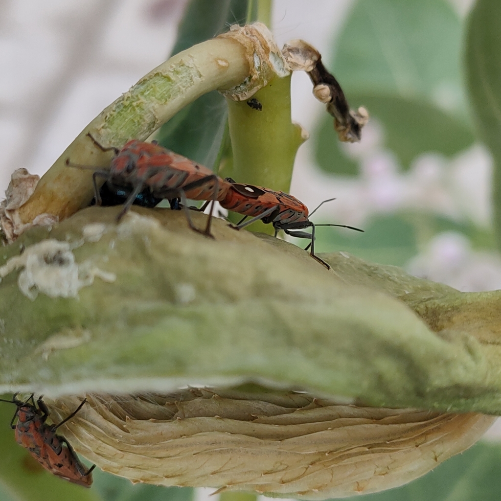 Spilostethus pandurus from Rajasthan 323021, India on July 05, 2022 at ...