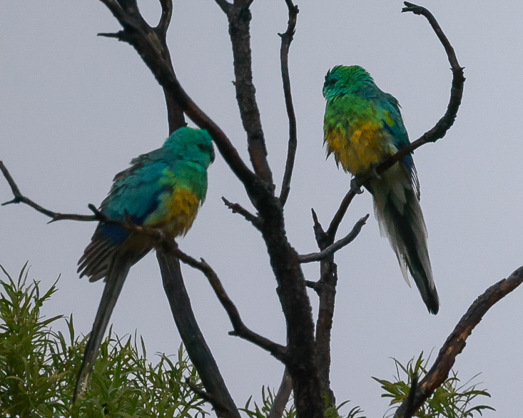 Red-rumped Parrot from Coolmunda QLD 4387, Australia on July 02, 2022 ...