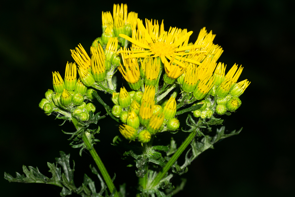 ragwort from The Wood, Surbiton, London, UK on July 05, 2022 at 08:20 ...