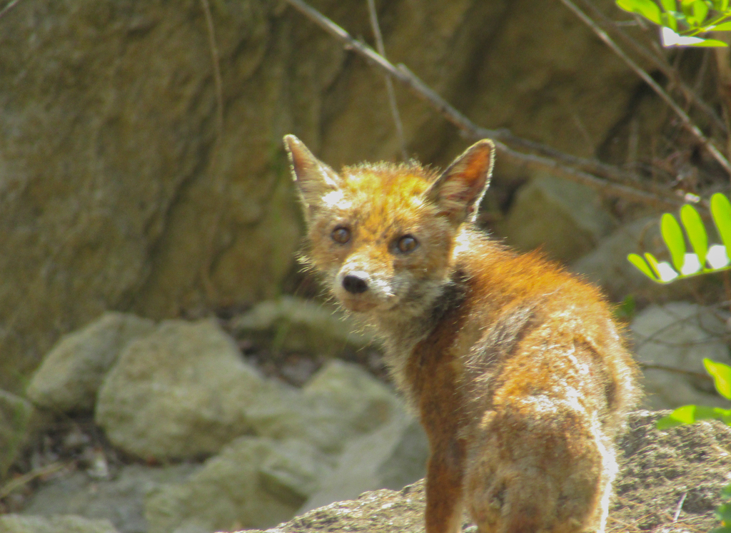 Red Fox from 34140 Loupian, France on July 06, 2022 at 07:52 AM by ormr ...
