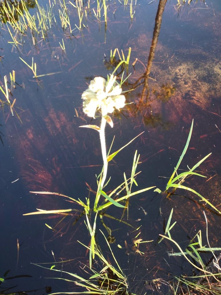 Carolina redroot from Fort Myers, FL 33908, USA on July 6, 2022 at 07: ...