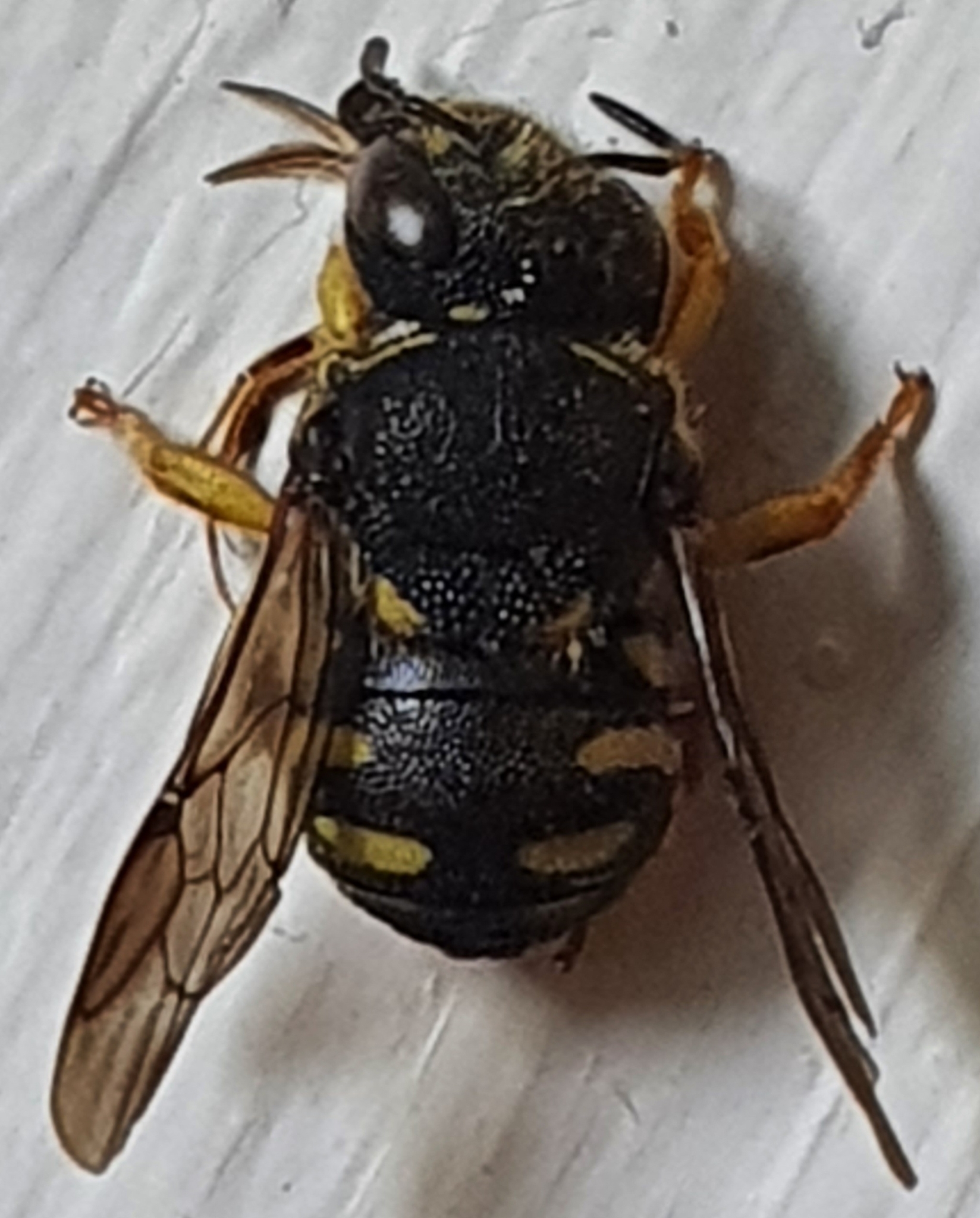 Anthidiellum strigatum (Panzer, 1804)