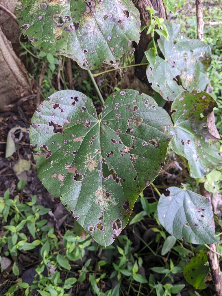 Big-Leaf Vine from Mt Glorious Rd near Hulcombe Rd hail 'n' ride ...
