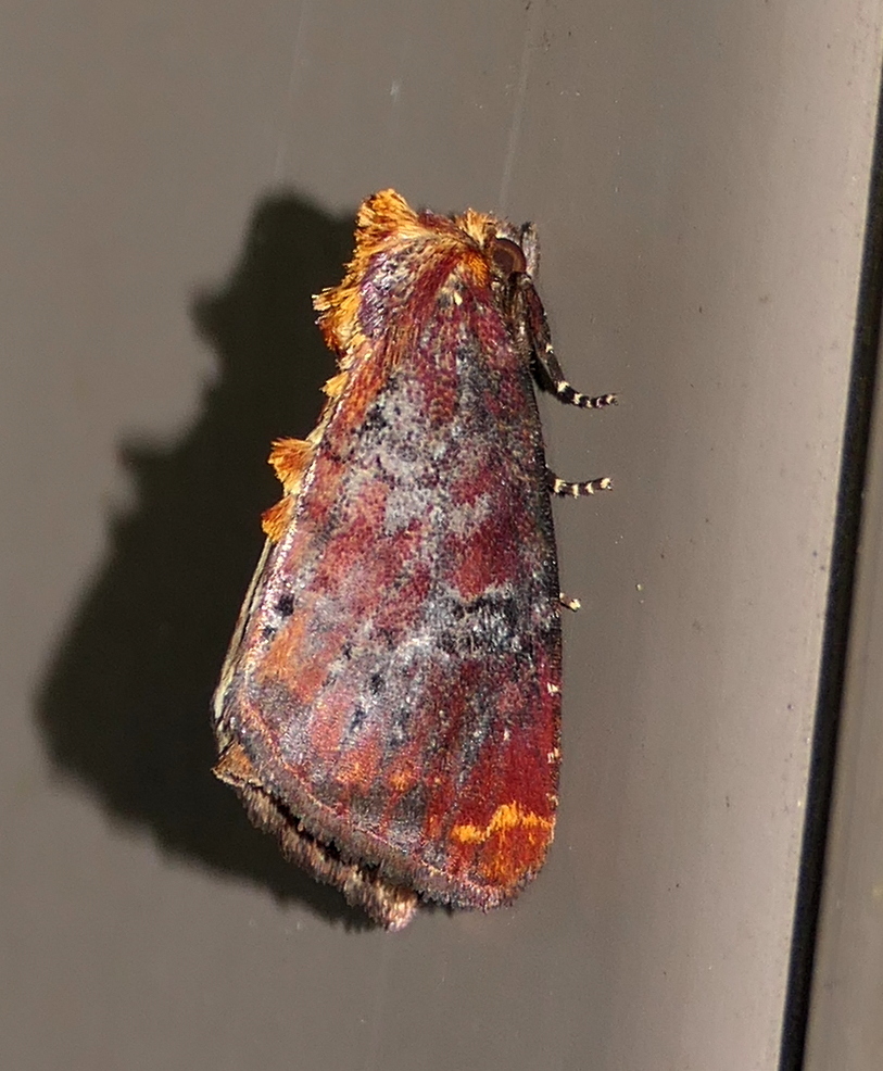 Elder Shoot Borer Moth from Gap Rd, Longswamp Township, PA 18062, USA ...