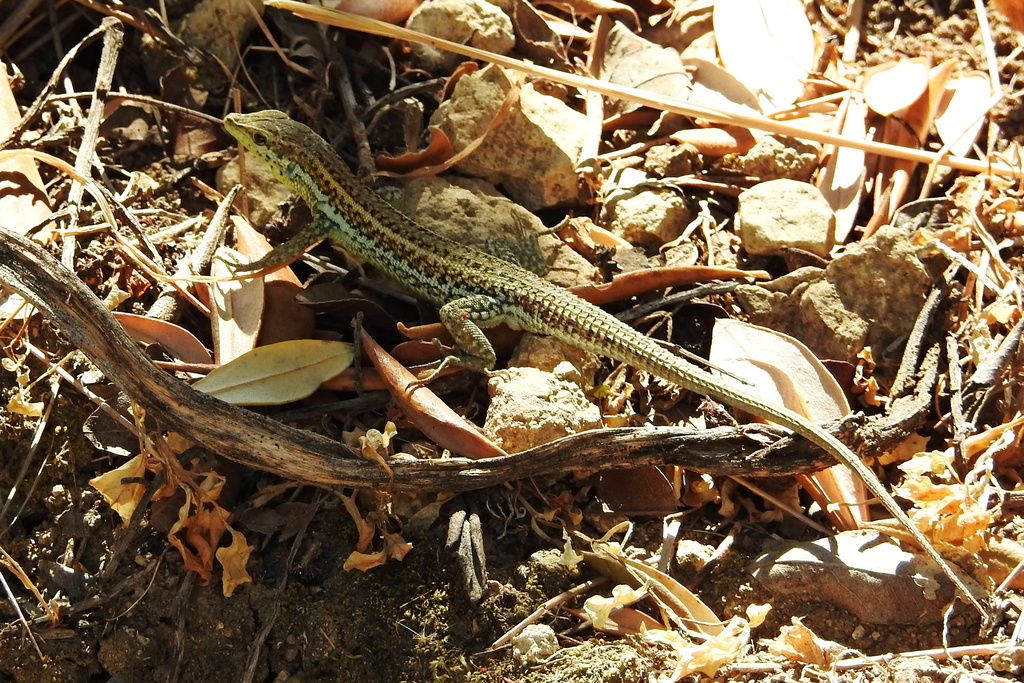 Snake-eyed Lizard from Choirokoitia, Cyprus on June 28, 2022 at 10:03 ...