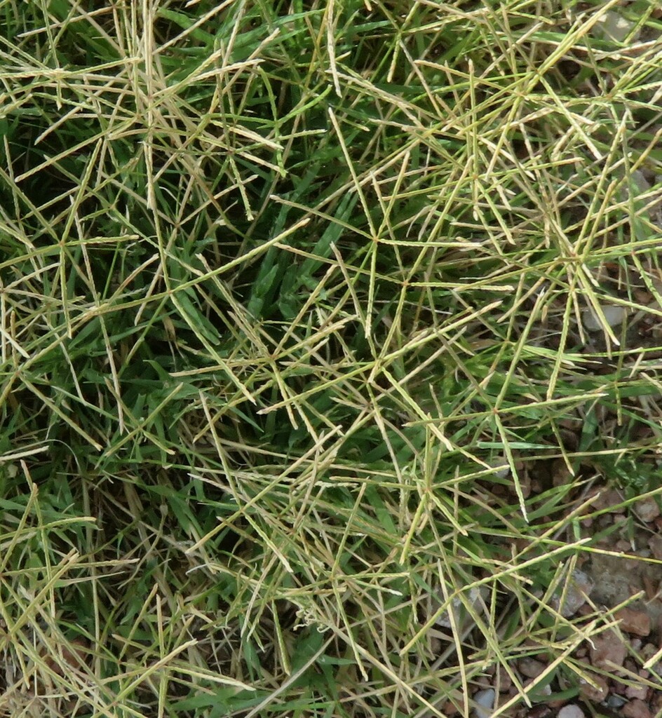 Bermuda grass from brushy creek champion park on July 05, 2022 at 09:27 ...