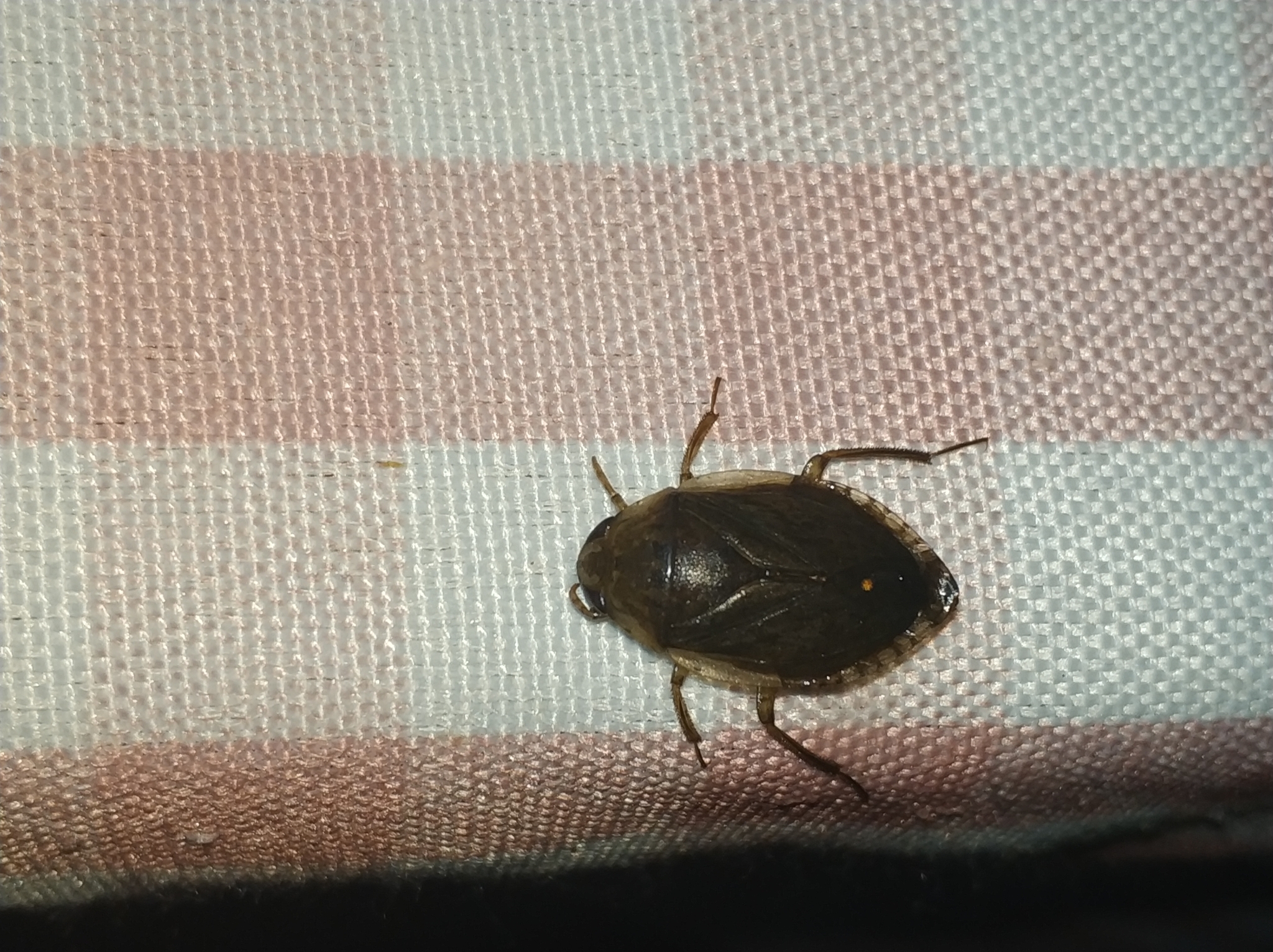 Diplonychus rusticus (Fabricius, 1871)