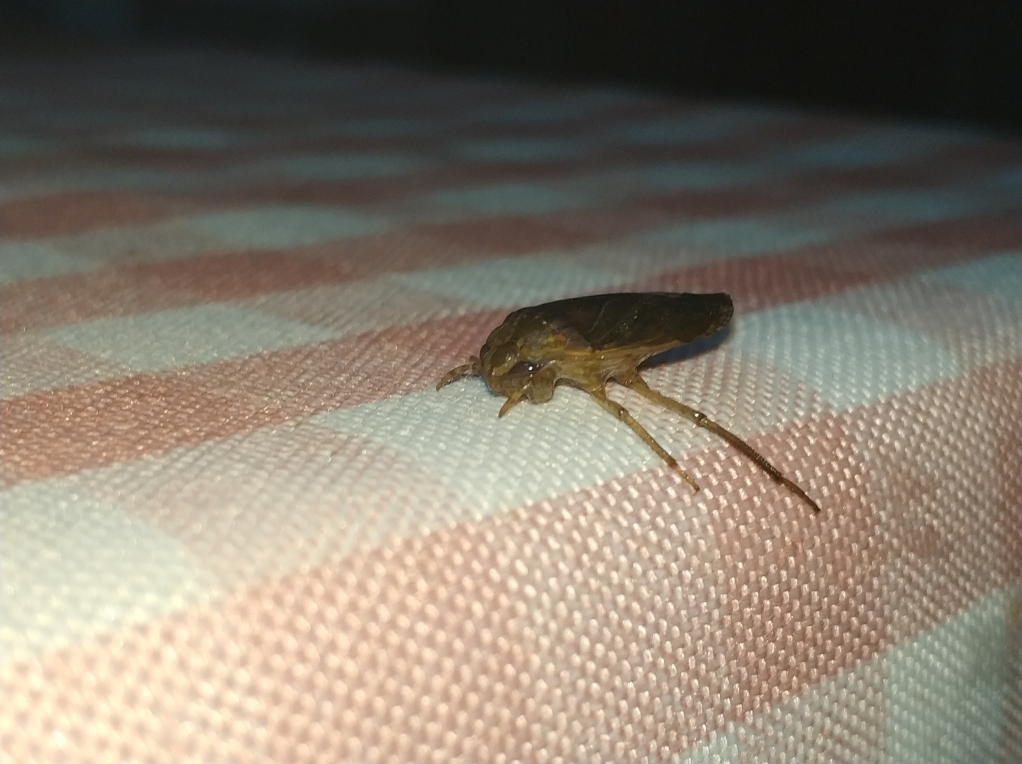 Diplonychus rusticus (Fabricius, 1871)