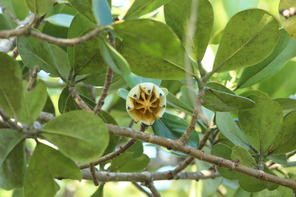 autograph tree from Sendero Maricao, Maricao, Puerto Rico on July 2 ...