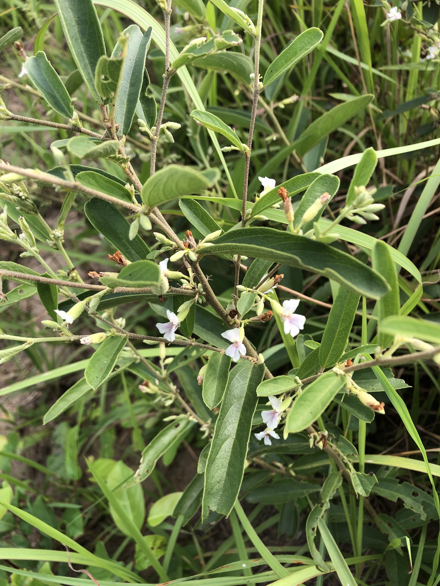 Helicteres angustifolia L.