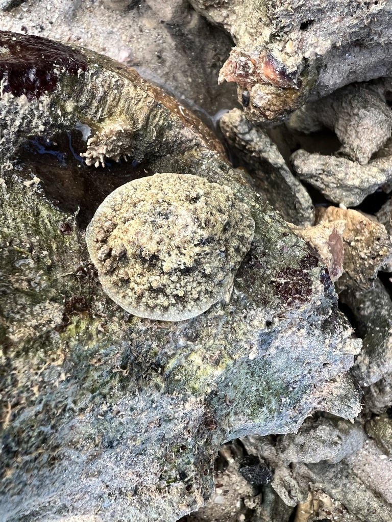 Peronia from Palau, PW on July 5, 2022 at 06:03 PM by lucht. Found in ...