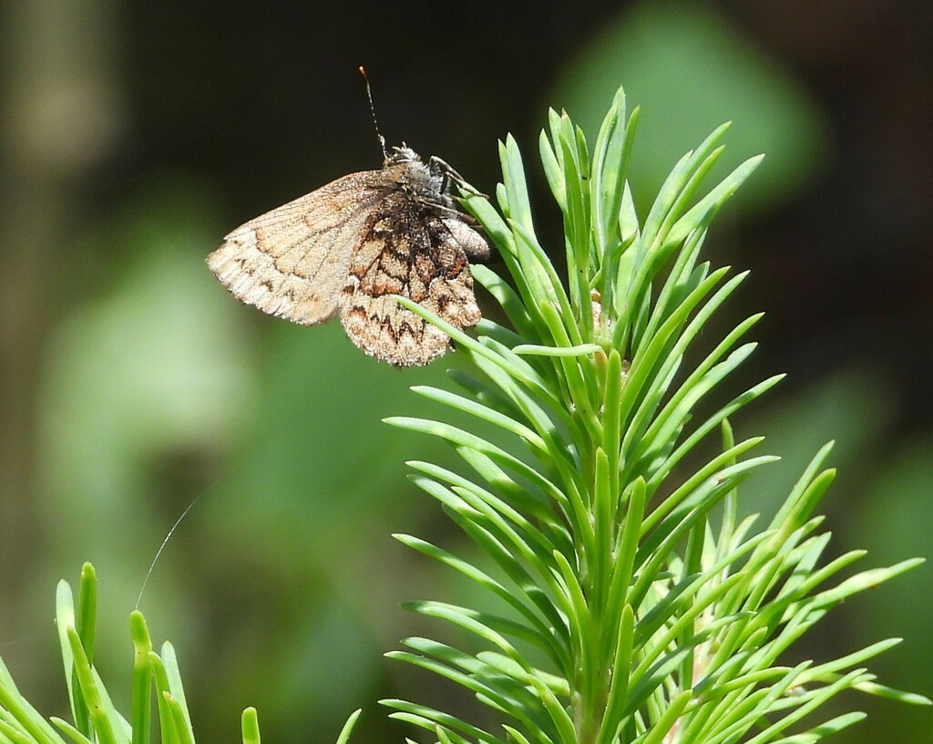 Western Pine Elfin from Saguache County, CO, USA on July 05, 2022 at 12 ...