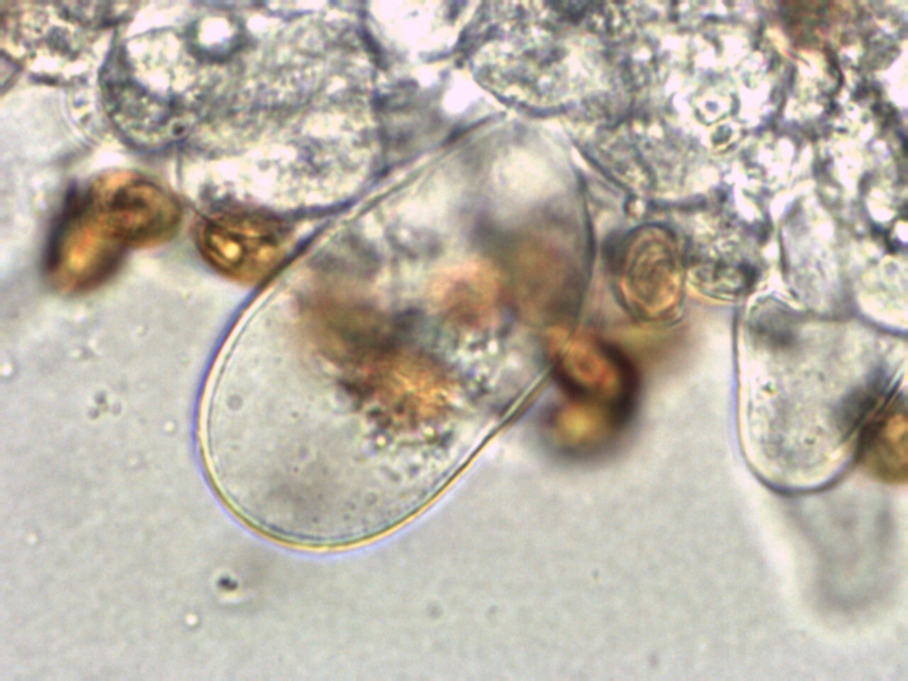 Bolbitius variicolor G.F.Atk.
