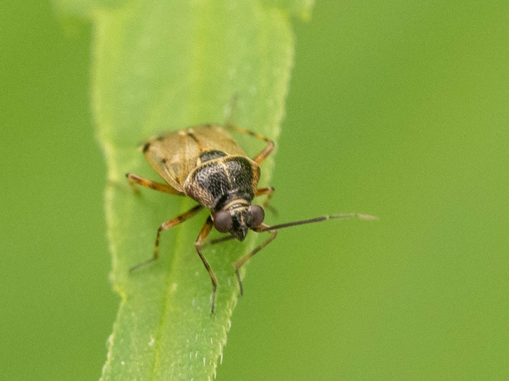 Deraeocoris punctulatus from 中国北京市门头沟区009县道百花山林场 邮政编码: 102300 on June ...