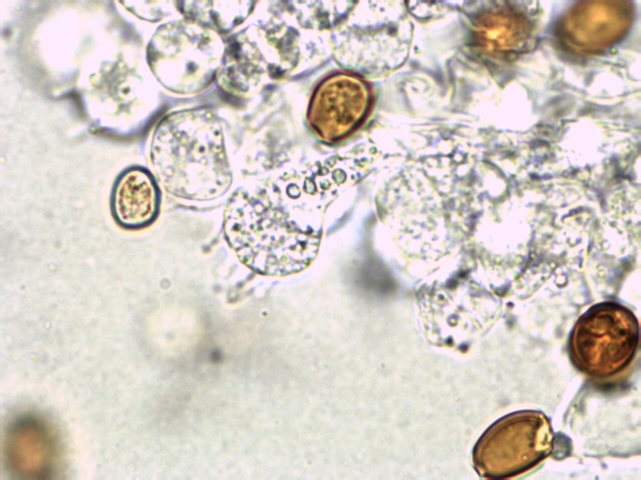 Bolbitius variicolor G.F.Atk.