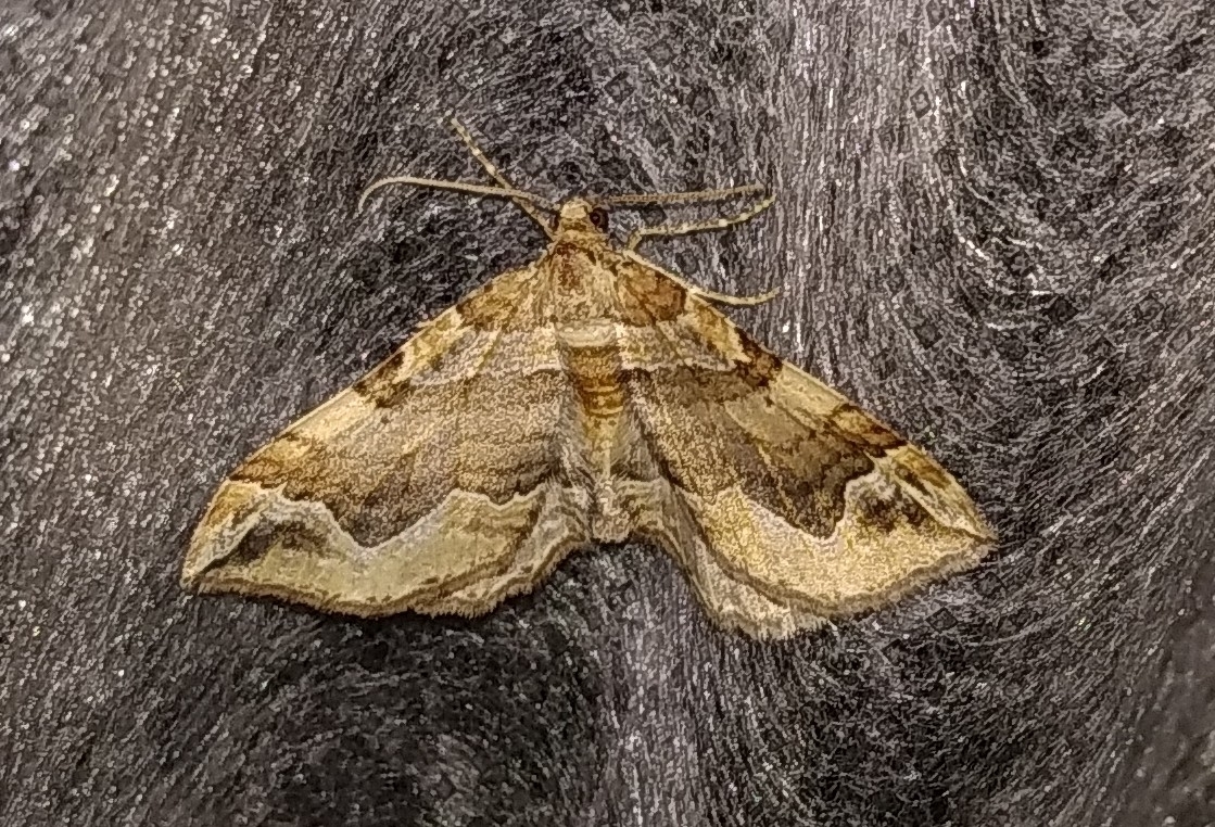 Pelurga comitata (Linnaeus, 1758)