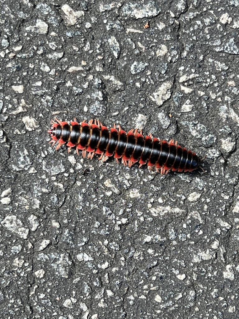 Flat-backed Millipedes from Columbus, GA, US on July 3, 2022 at 10:55 ...