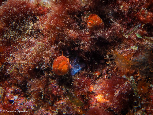 Philippia hybrida · iNaturalist