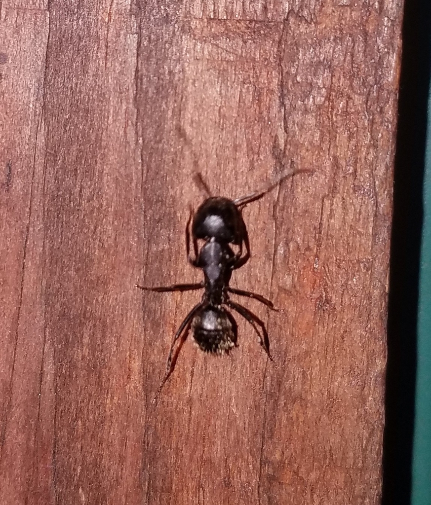 Eastern Black Carpenter Ant from Jasper, TX 75951, USA on July 06, 2022 ...