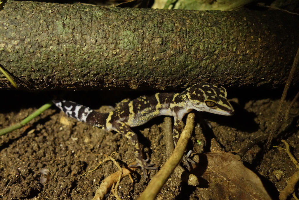 Yamashina's ground gecko in June 2022 by taisha568 · iNaturalist