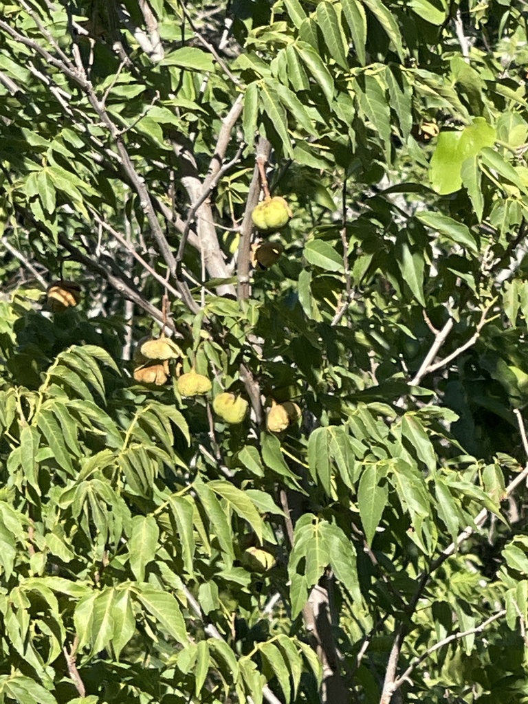 Mexican buckeye from Cedar Ridge Preserve, Dallas, TX, US on July 06 ...