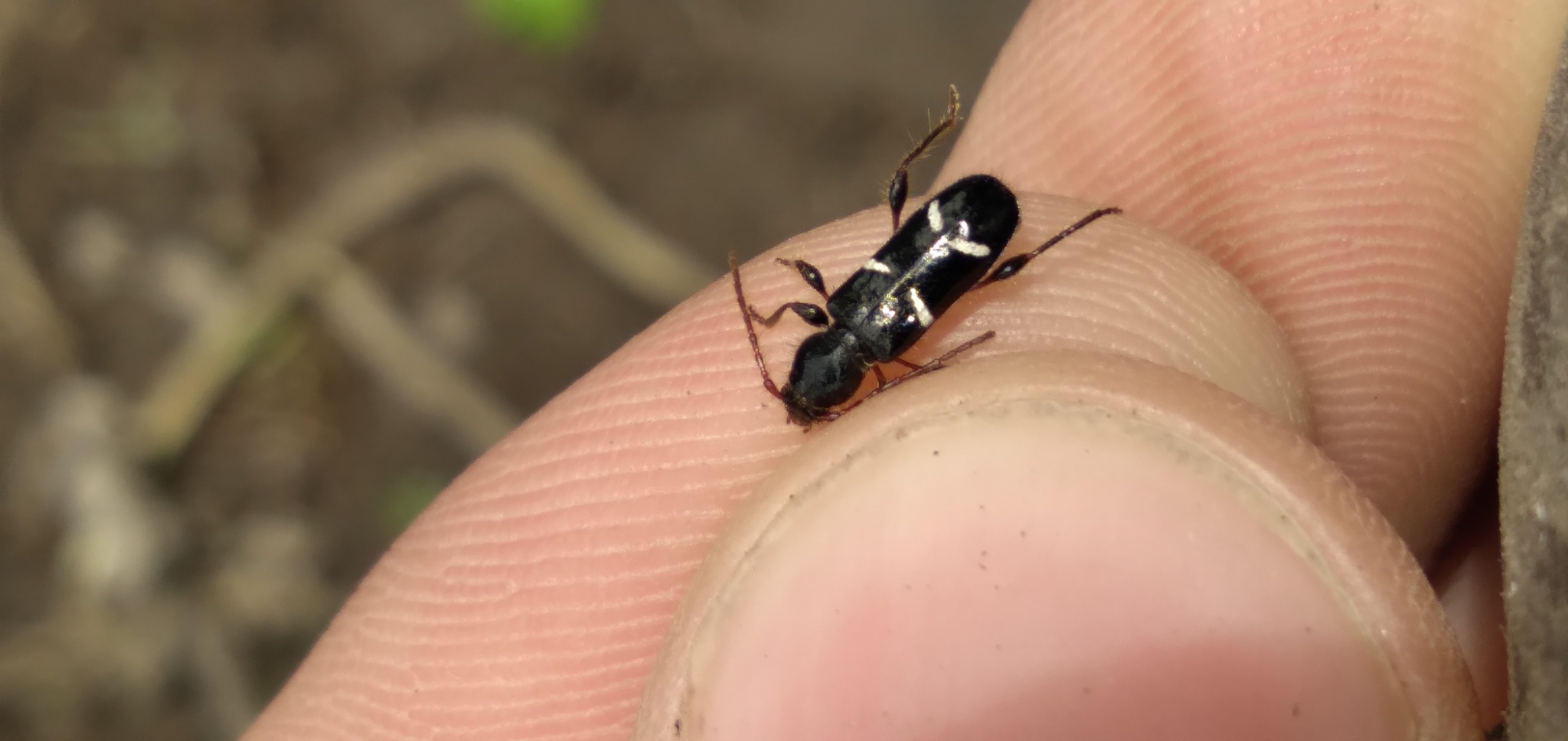 Phymatodes nitidus LeConte, 1874