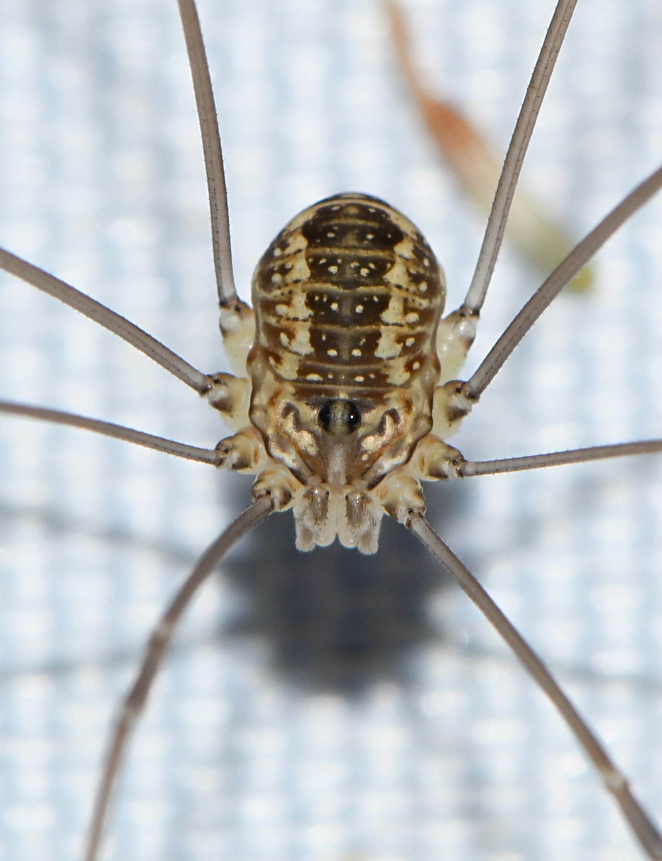 Leiobunum rotundum (Latreille, 1798)