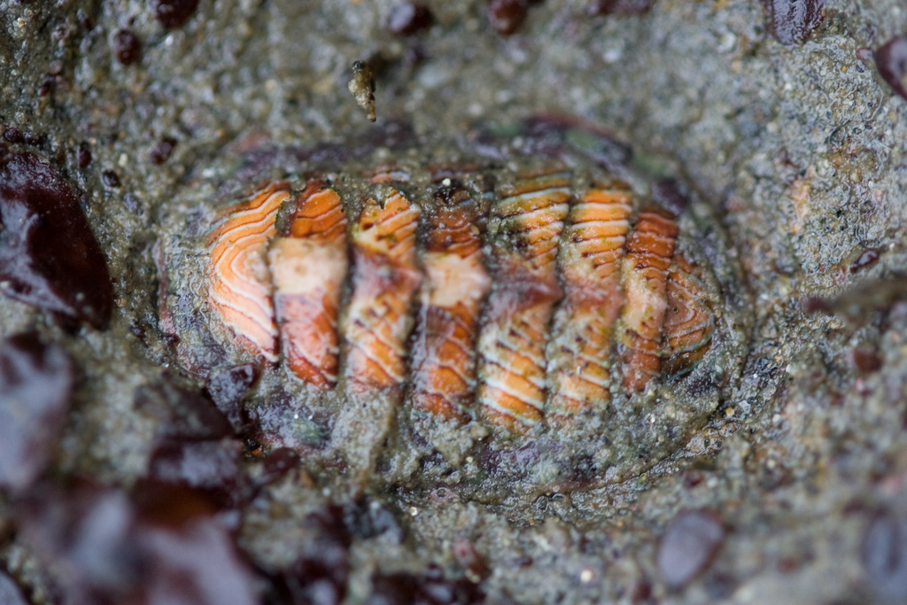 Lined Chiton from Bean Hollow State Beach, Pescadero, CA on May 08 ...
