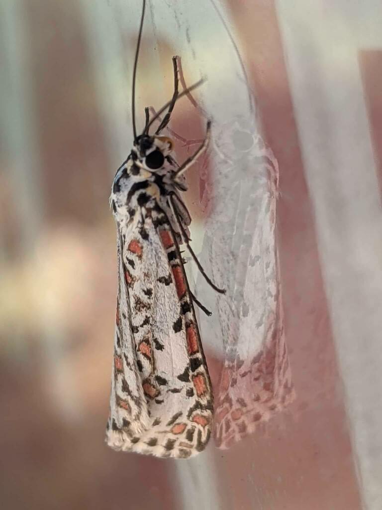 Heliotrope Moth from Perth WA, Australia on June 6, 2021 at 11:32 PM by ...