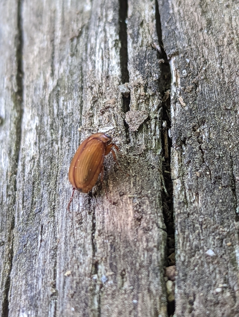 Asiatic Garden Beetle from Natick, MA 01760, USA on June 4, 2022 at 11: ...