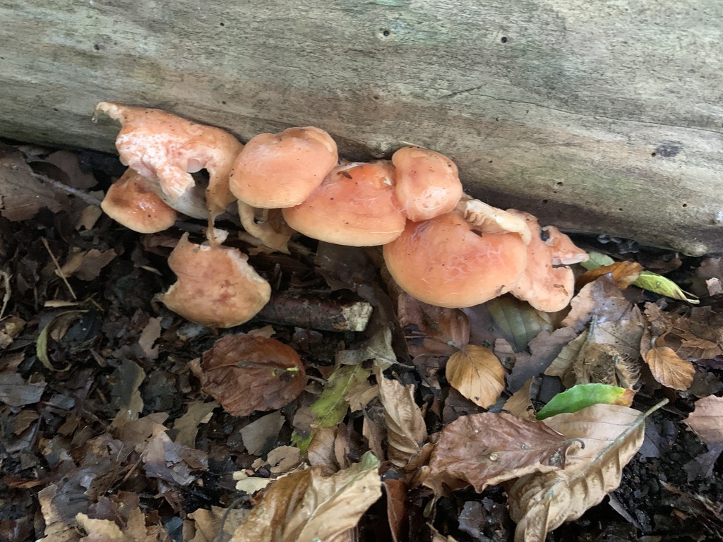 Basidiomycete Fungi from Bisham Woods Nature Reserve, Maidenhead ...