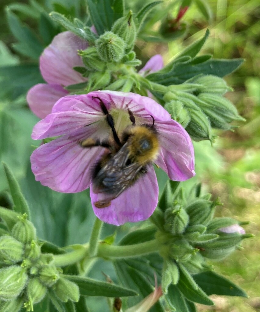 Perplexing Bumble Bee from Northwest Calgary, Calgary, AB, Canada on ...