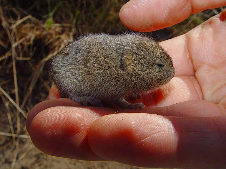 California Vole (Microtus californicus) - Know Your Mammals