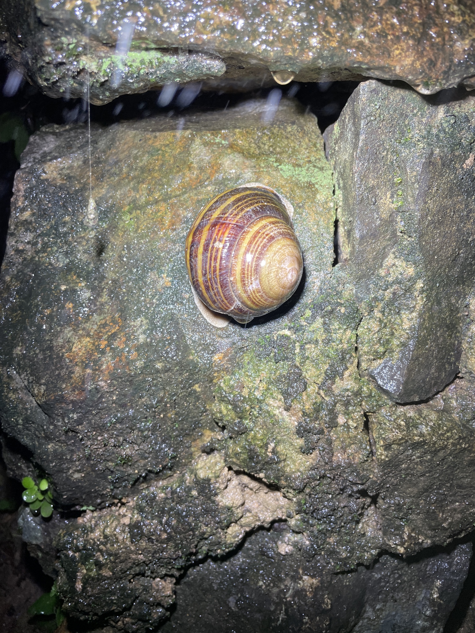 Camaena hainanensis (H.Adams, 1870)